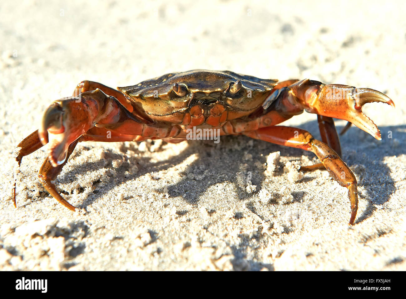 Closeup shore crab resting hi-res stock photography and images - Alamy