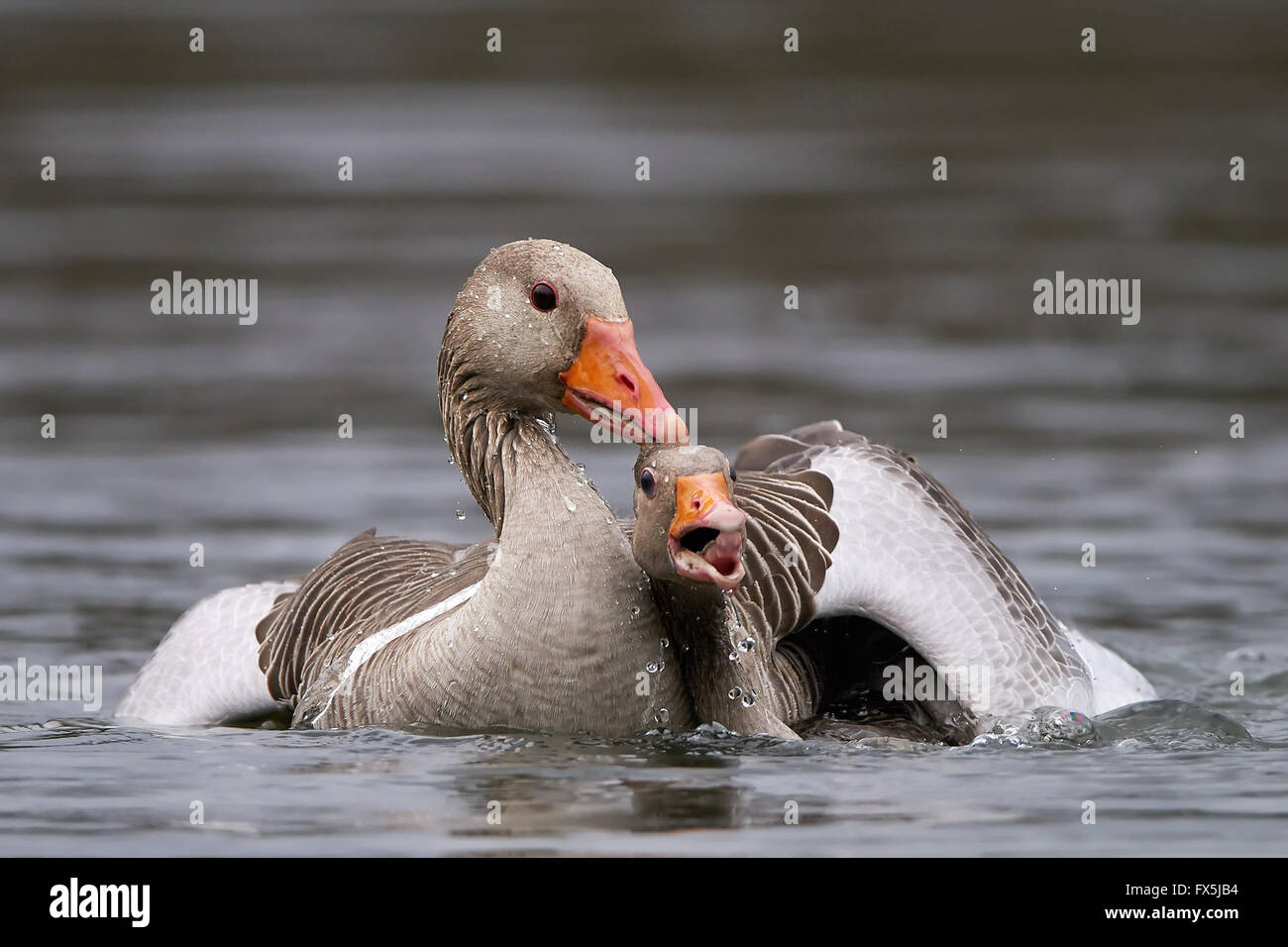 Greylag geese fighting in water in their habitat Stock Photo - Alamy