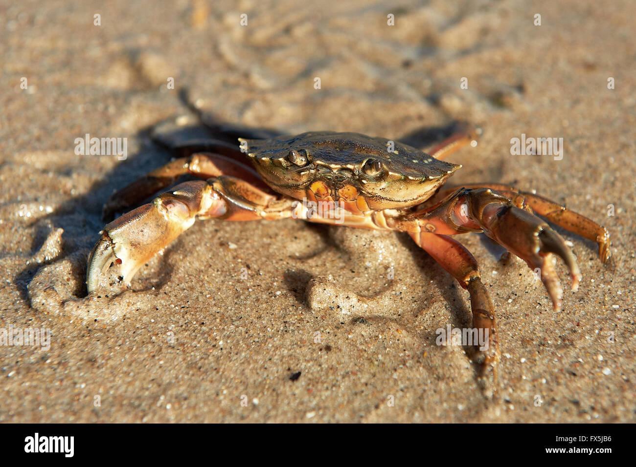 Crab habitat hi-res stock photography and images - Alamy