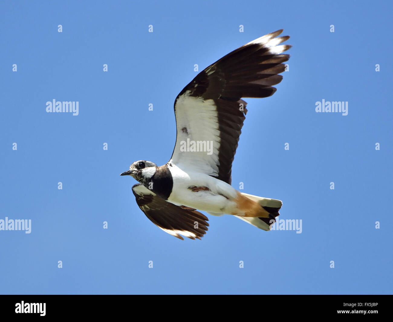 Northern Lapwing in flight with blue skies in the background Stock ...