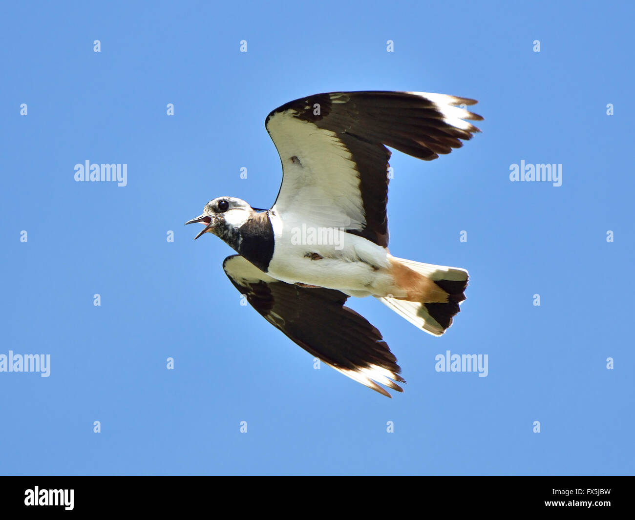 Northern Lapwing in flight with open mouth and blue skies in the ...