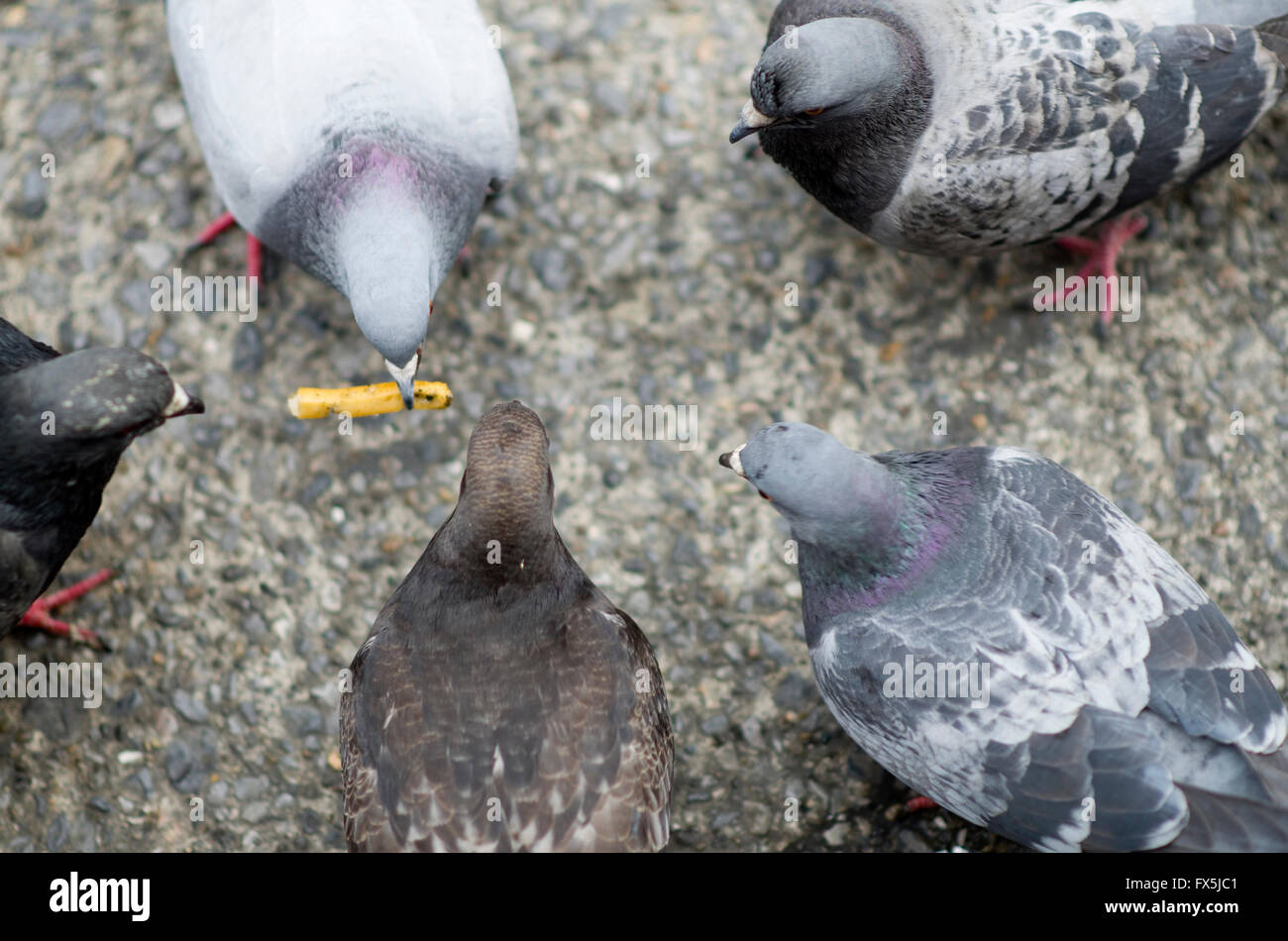 Pigeons standing in a circle waiting for a chip (potato fry). Taken in ...