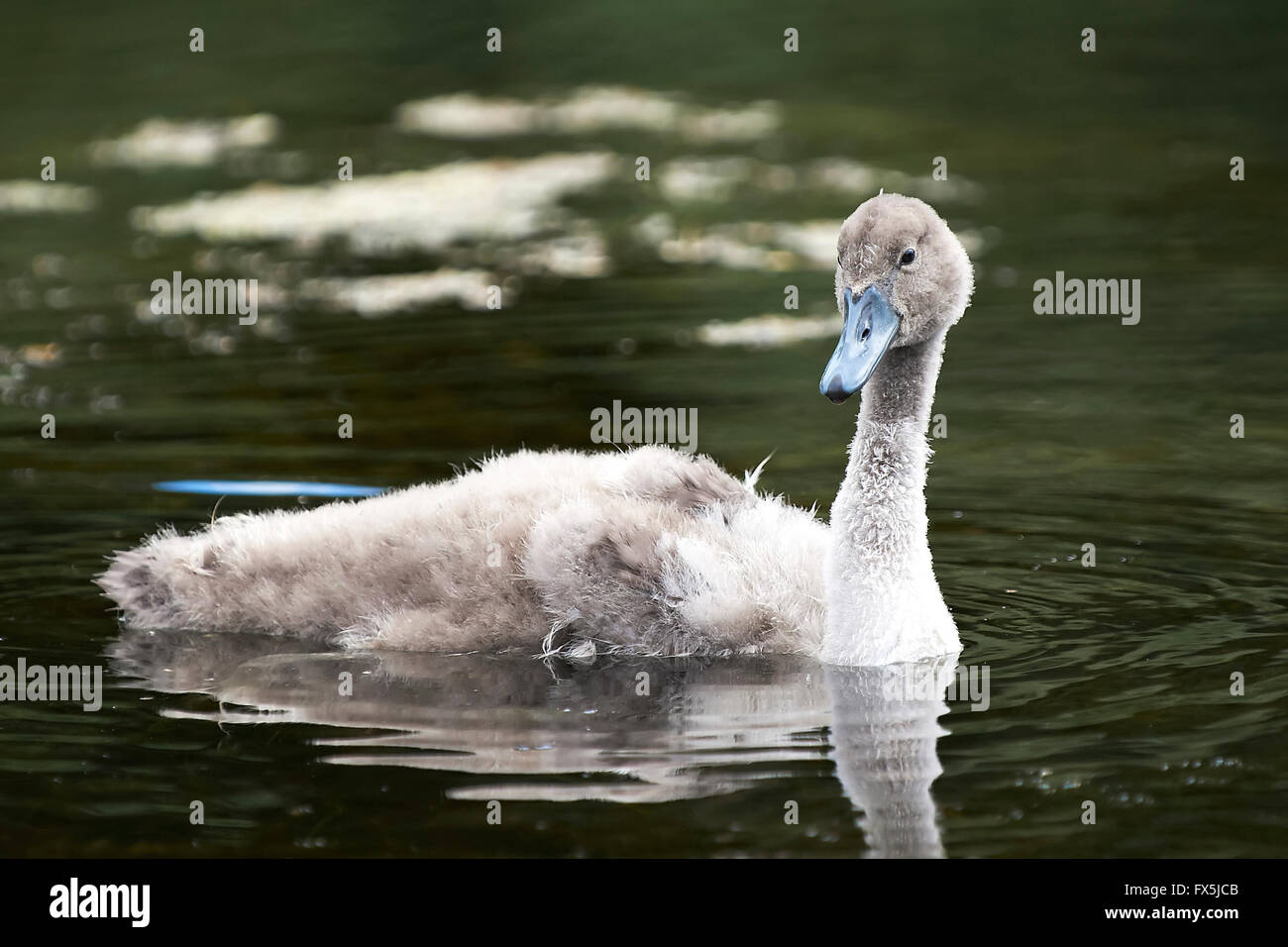 Baby Mute Swan in its natural habitat Stock Photo - Alamy