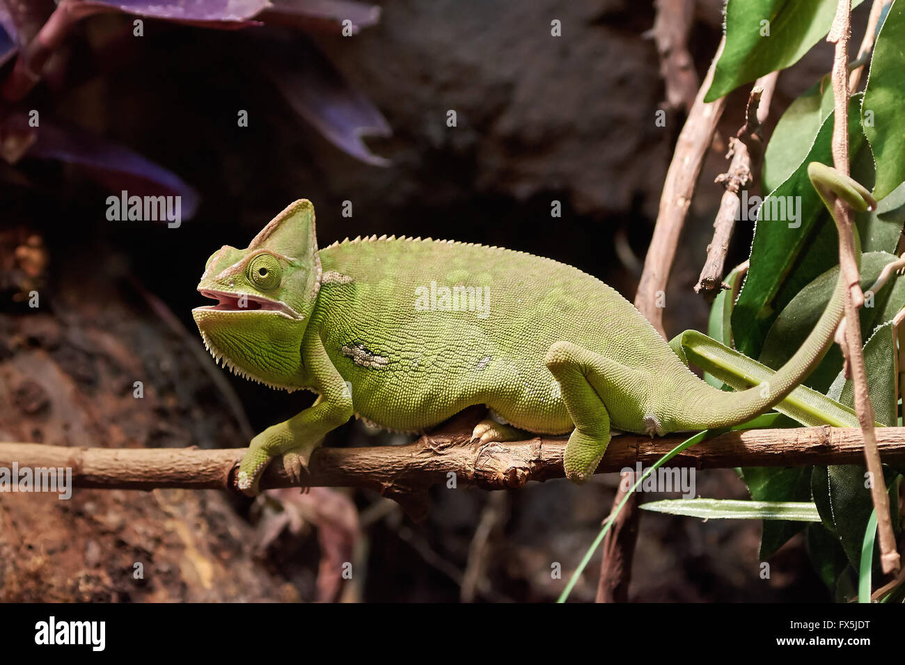 Chameleon in nature hi-res stock photography and images - Alamy