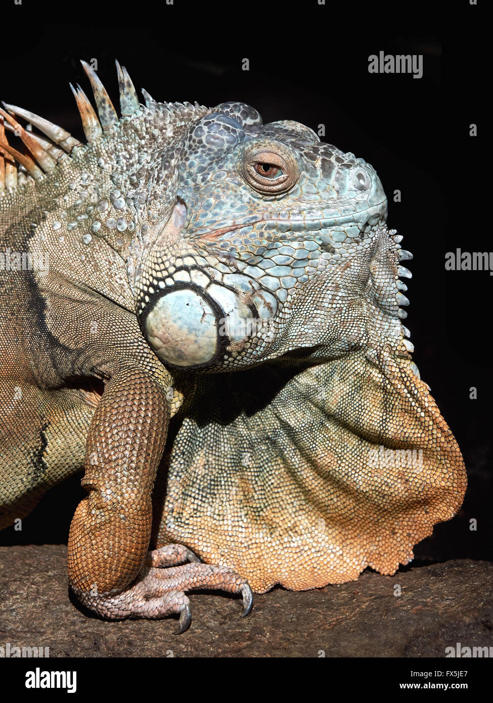 Closeup portrait of the Green iguana seen from the side Stock Photo - Alamy