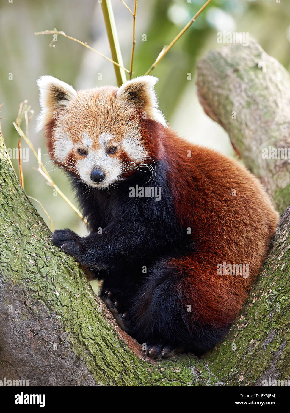Red panda resting in a tree in its habitat Stock Photo - Alamy