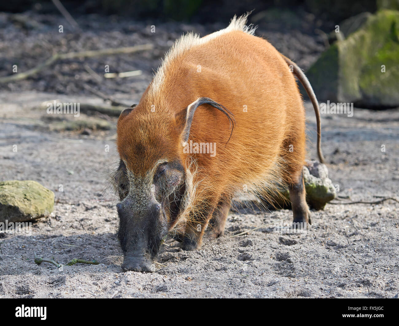 Red river hog looking for food in its habitat Stock Photo - Alamy