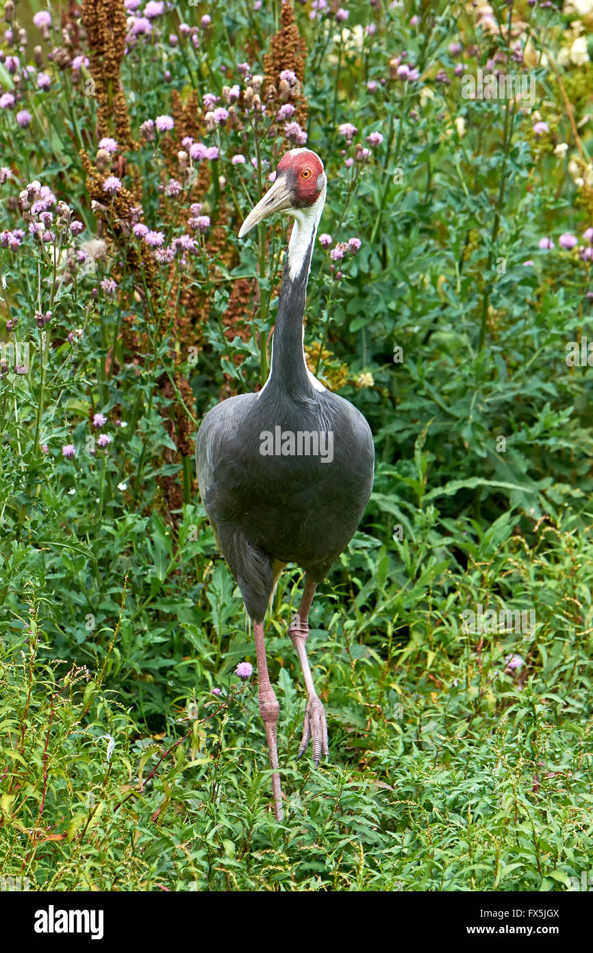 White-naped crane walking around in its habitat Stock Photo - Alamy