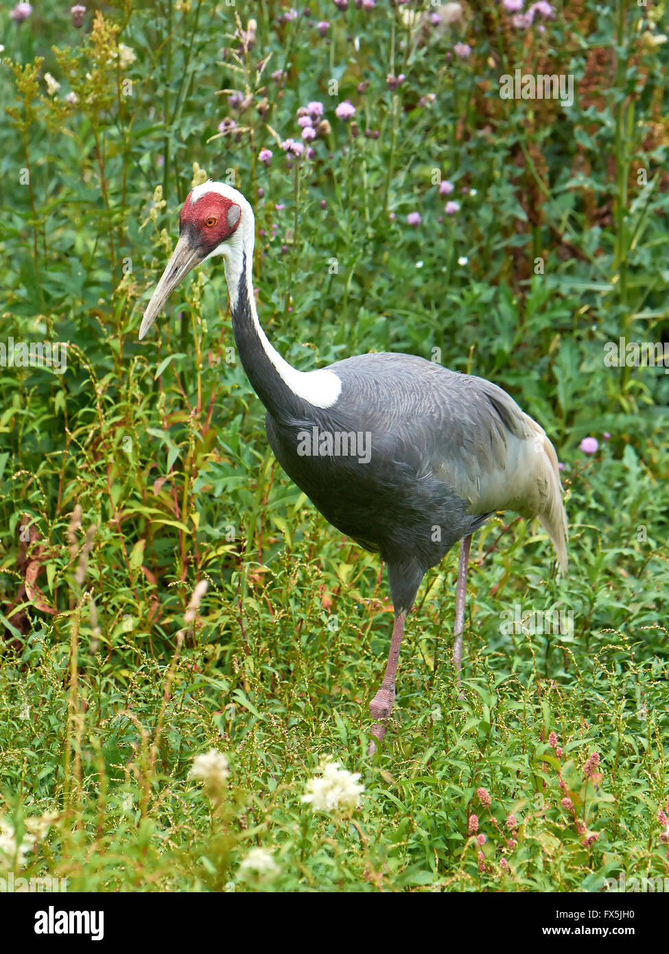 White-naped crane walking around in its habitat Stock Photo - Alamy