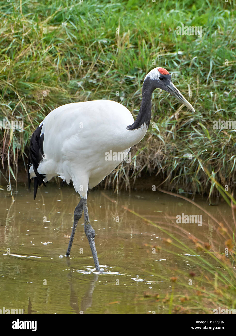 Water crane hi-res stock photography and images - Alamy