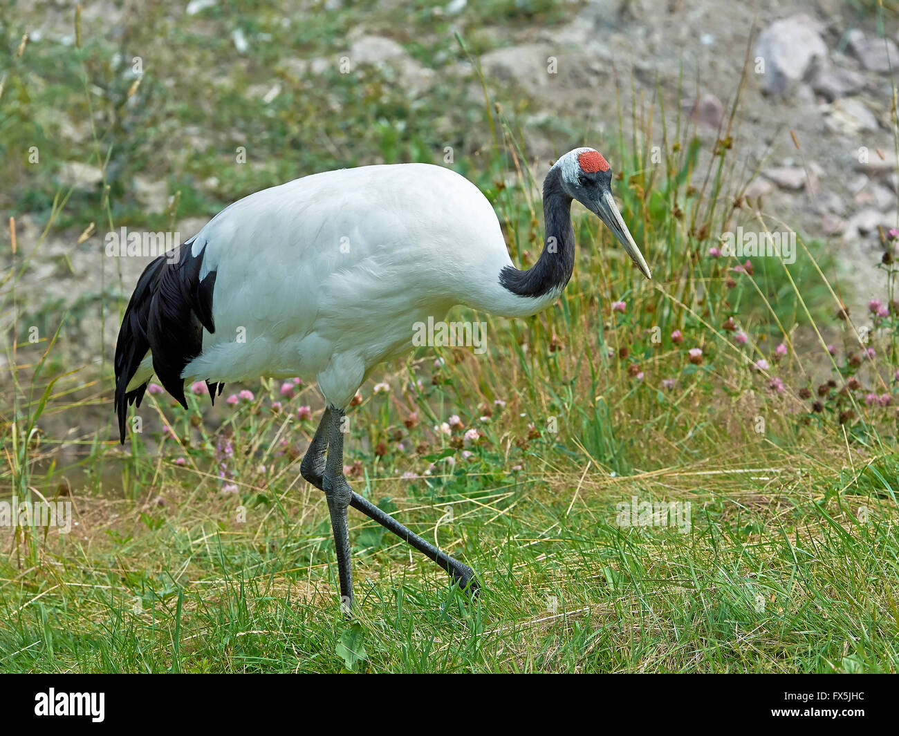 Crane in habitat hi-res stock photography and images - Alamy