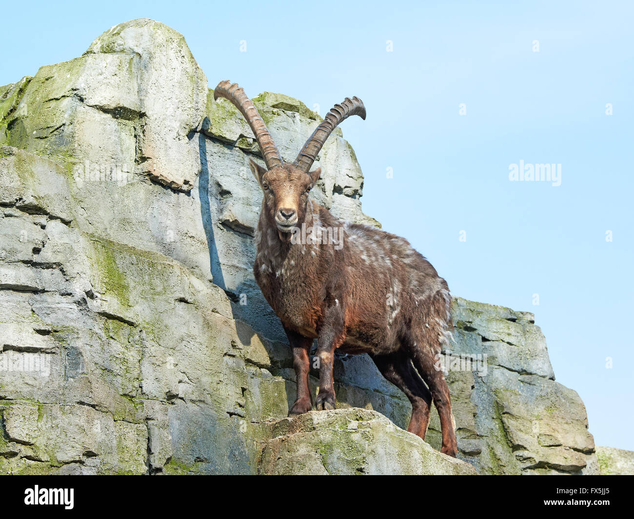 Alpine ibex standing on cliffs with blue skies in the background Stock ...