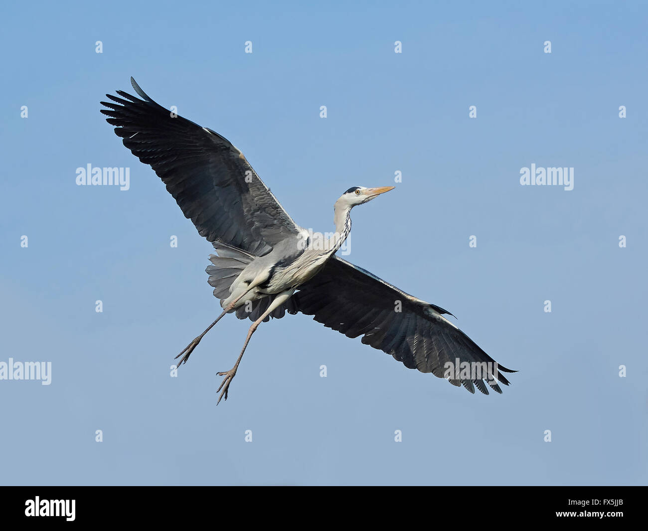 Grey heron in flight with blue skies in the background Stock Photo - Alamy