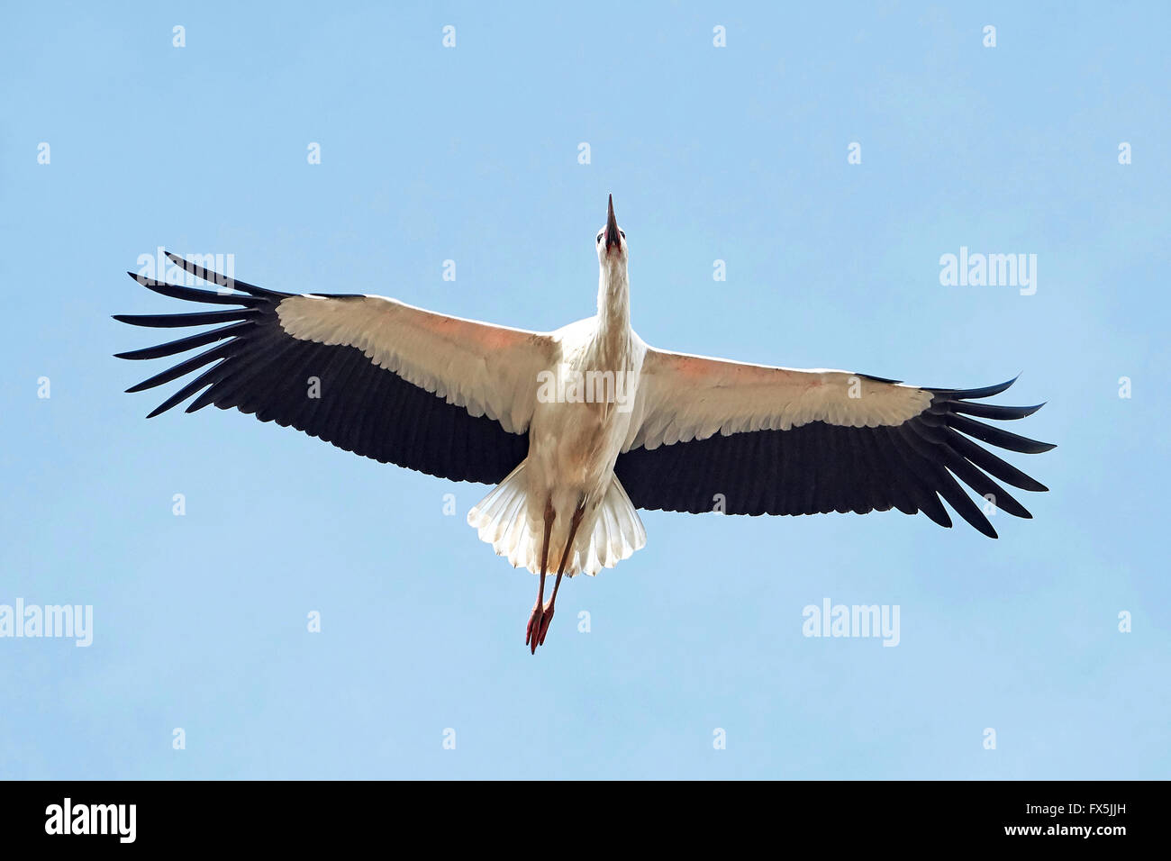 White stork in flight with blue skies in the background Stock Photo - Alamy