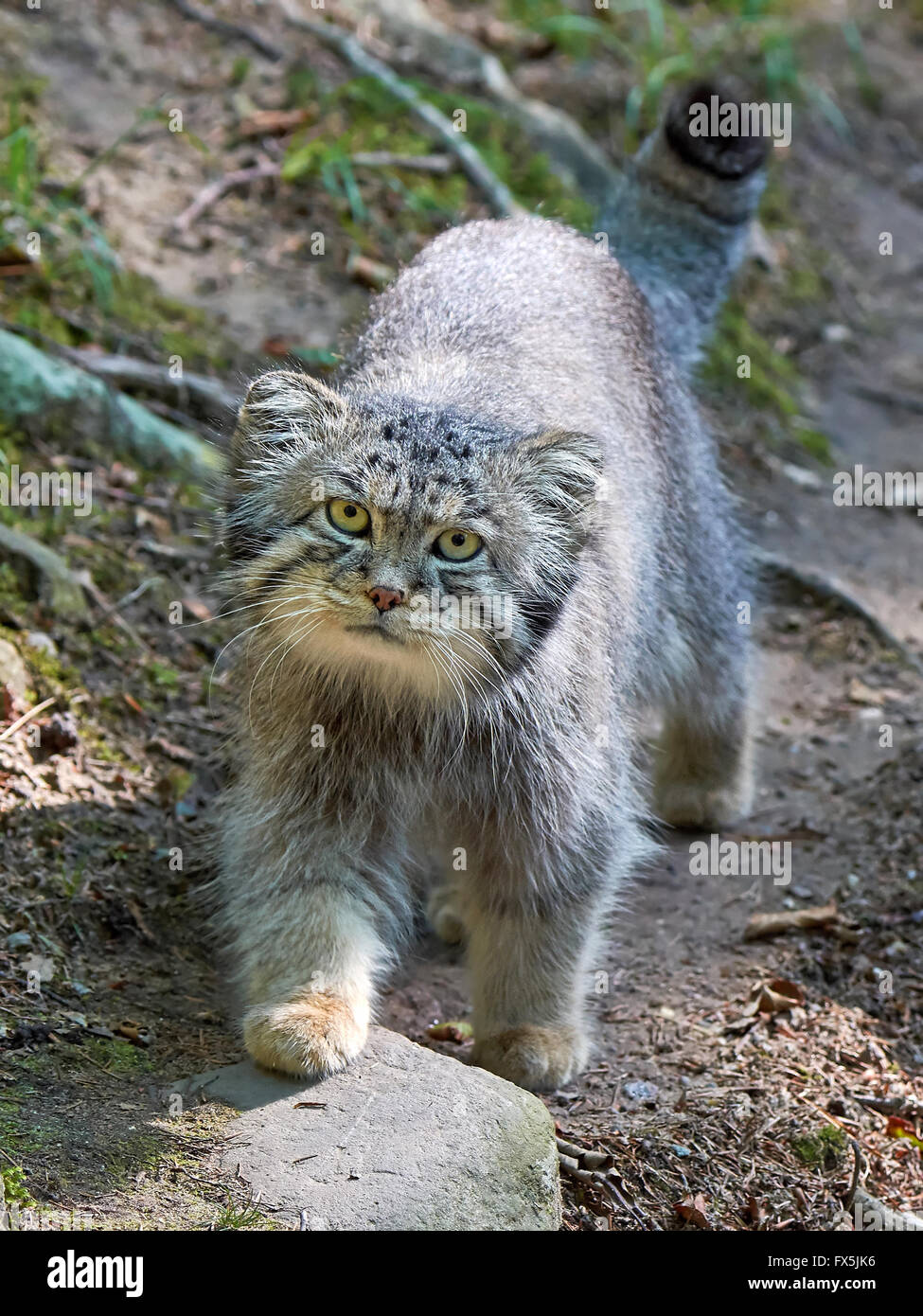 Pallas's cat walking around in its habitat looking in the camera Stock ...