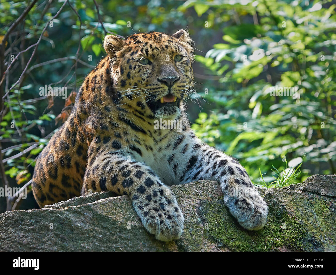 Amur Leopard Habitat