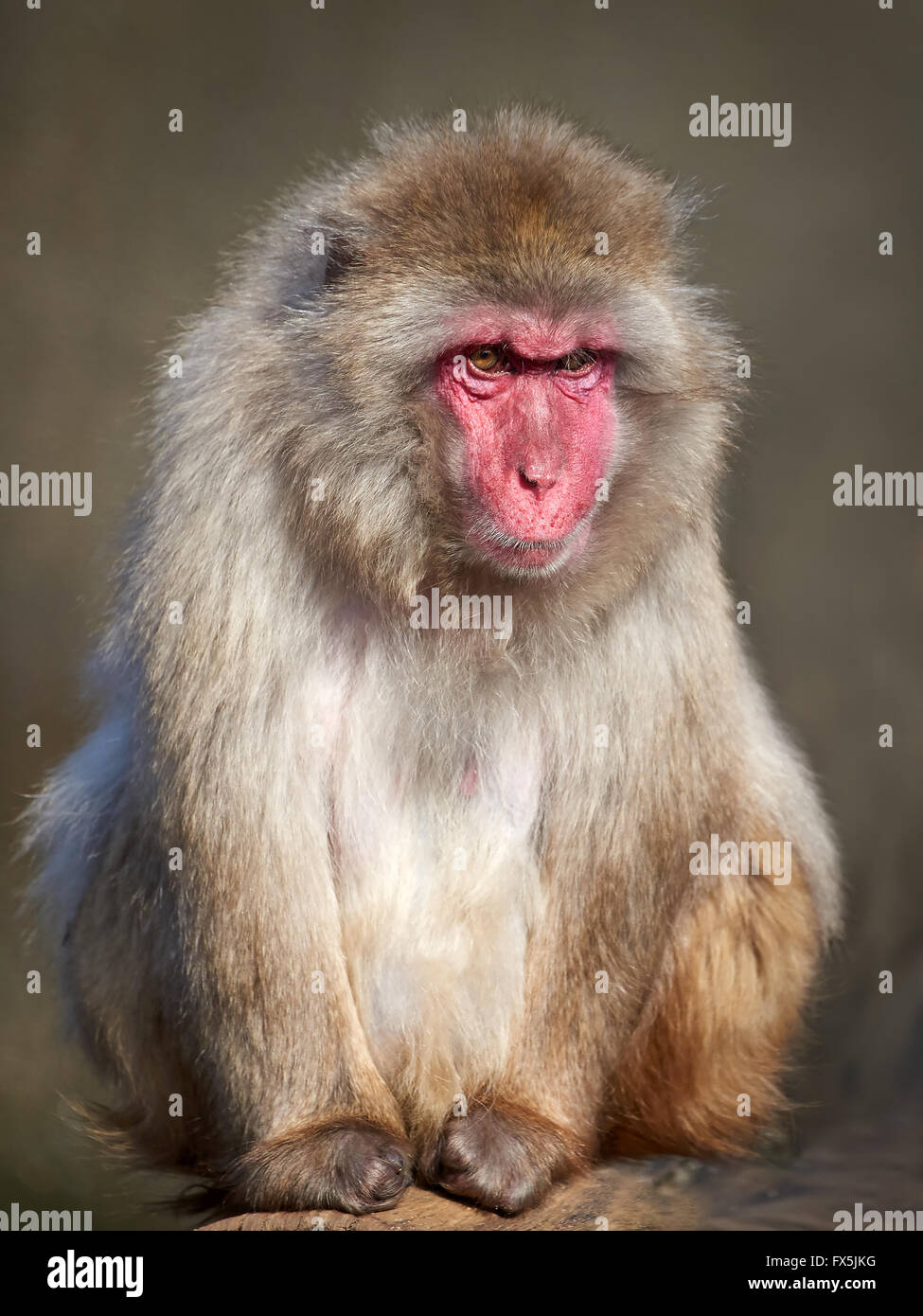 Closeup image of the Japanese macaque in sunshine Stock Photo - Alamy