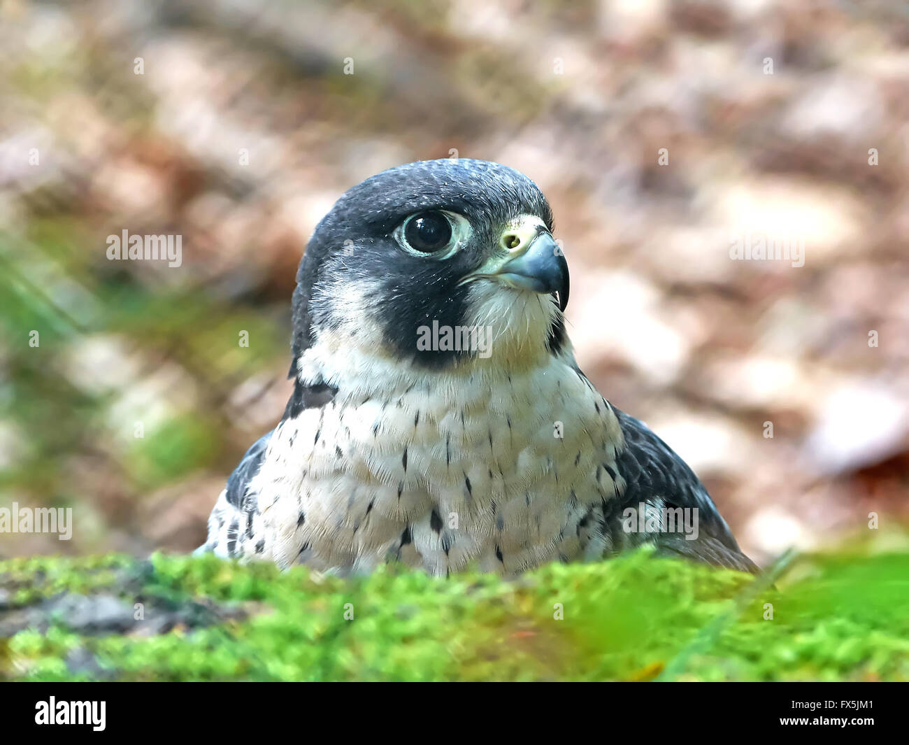 Closeup portrait of the Peregrine falcon in its habitat Stock Photo - Alamy