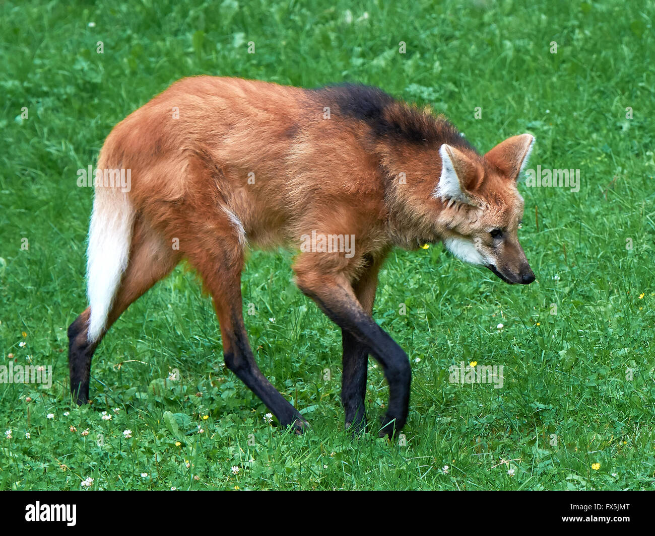 Maned wolf walking around in its natural habitat Stock Photo - Alamy