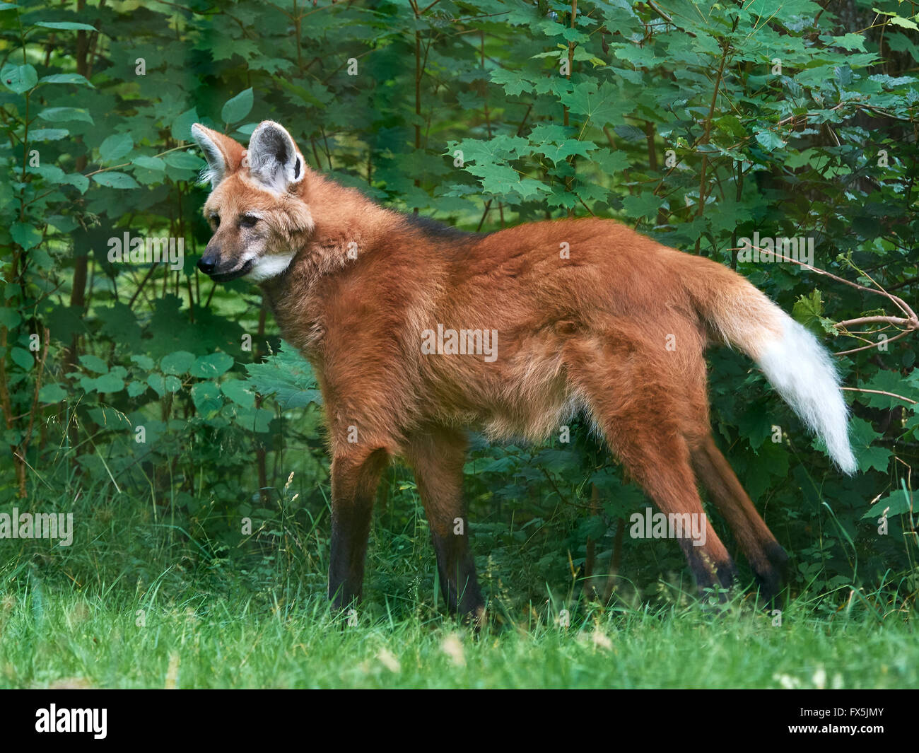 Maned wolf walking around in its habitat Stock Photo - Alamy