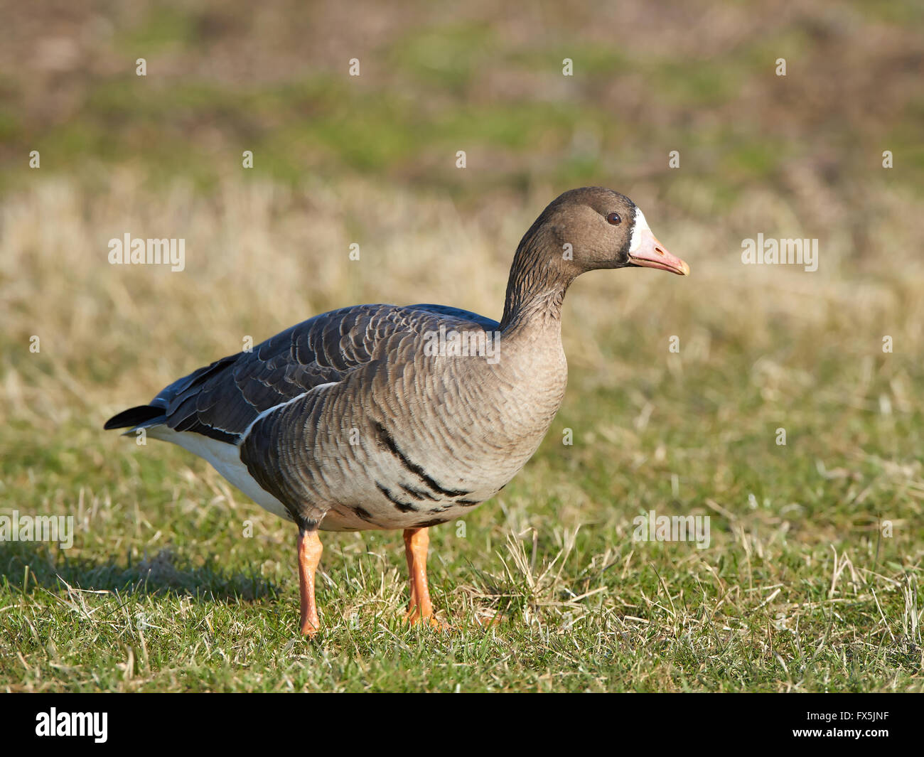 Greater white-fronted goose resting on the ground in its habitat Stock ...