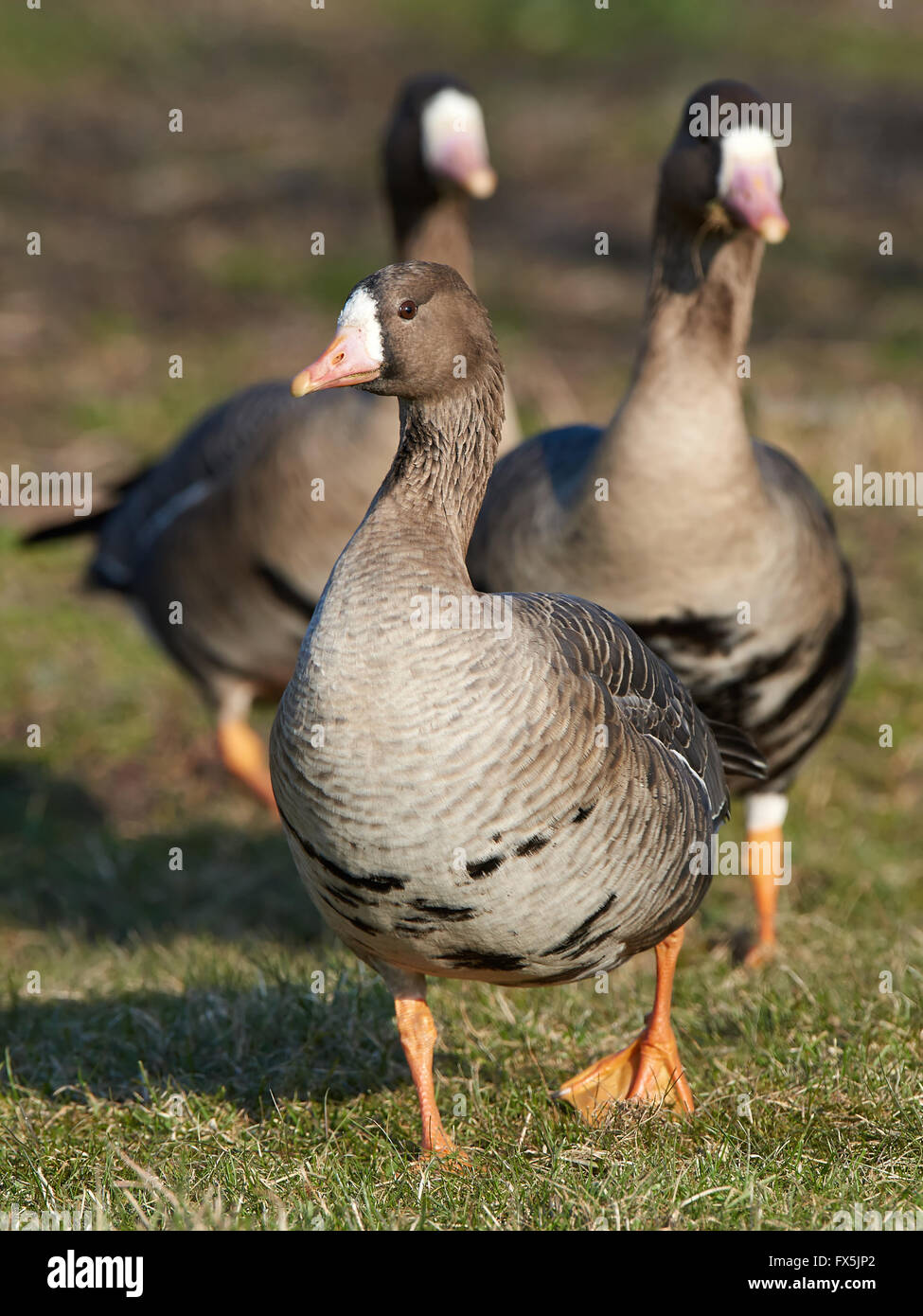 Geese walking hi-res stock photography and images - Alamy