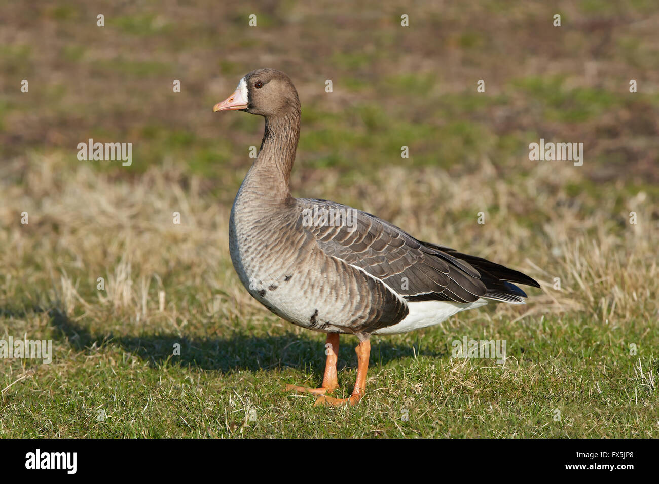 Greater white-fronted goose resting on the ground in its habitat Stock ...