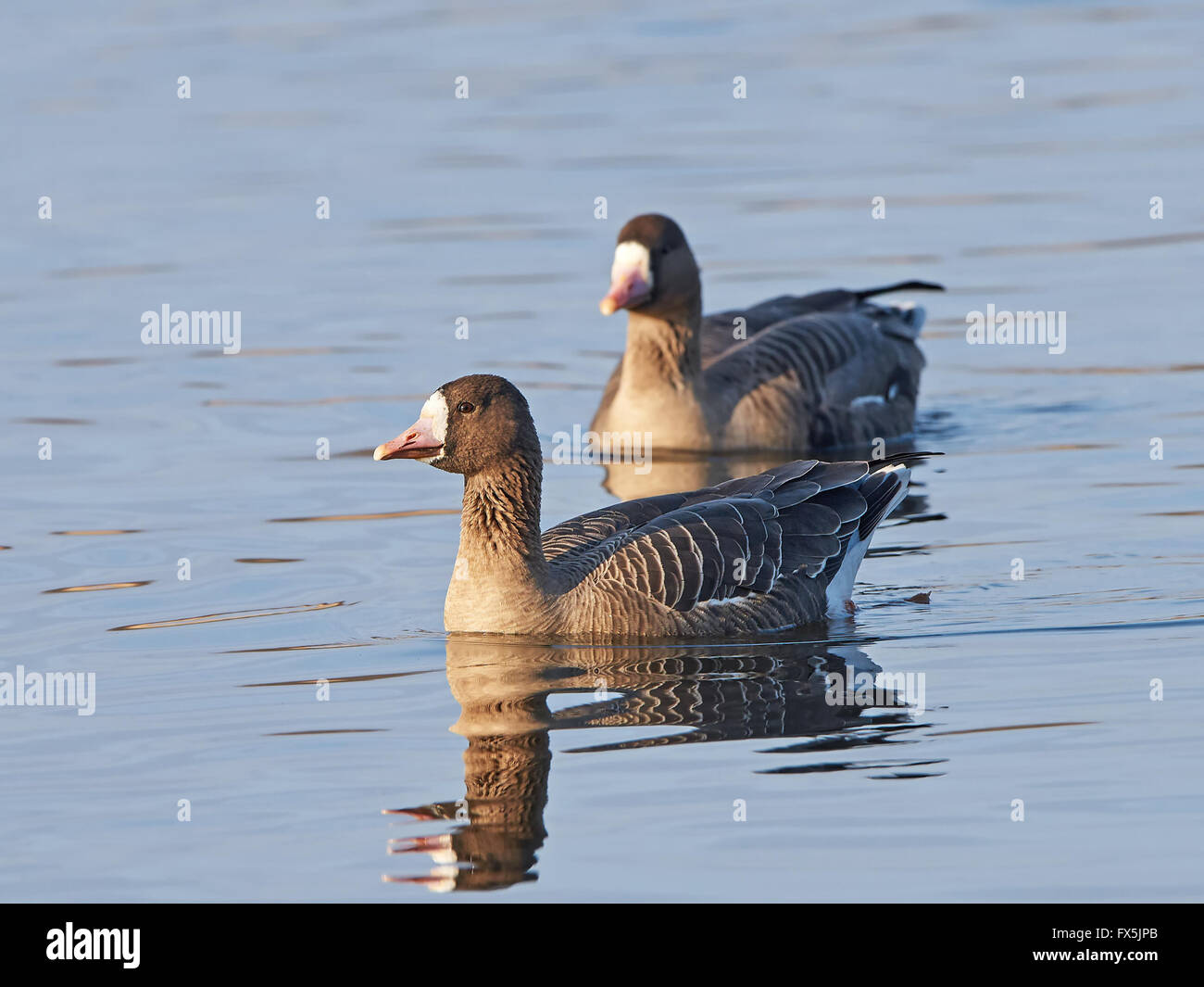 Greater white-fronted geese swimming in its habitat Stock Photo - Alamy