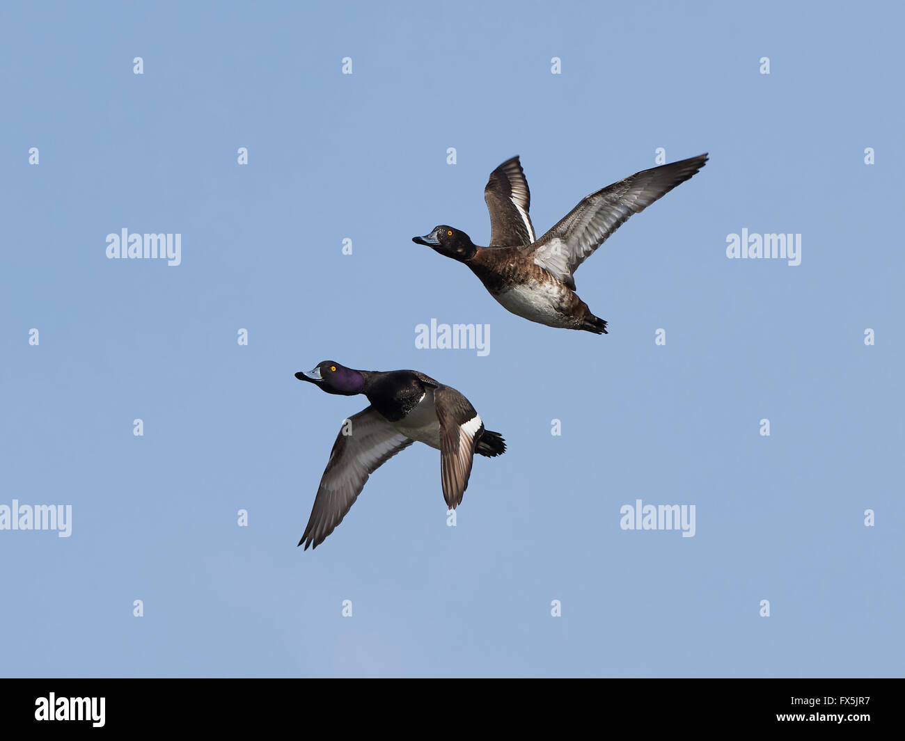 Two Tufted ducks in flight with blue skies in the background Stock ...