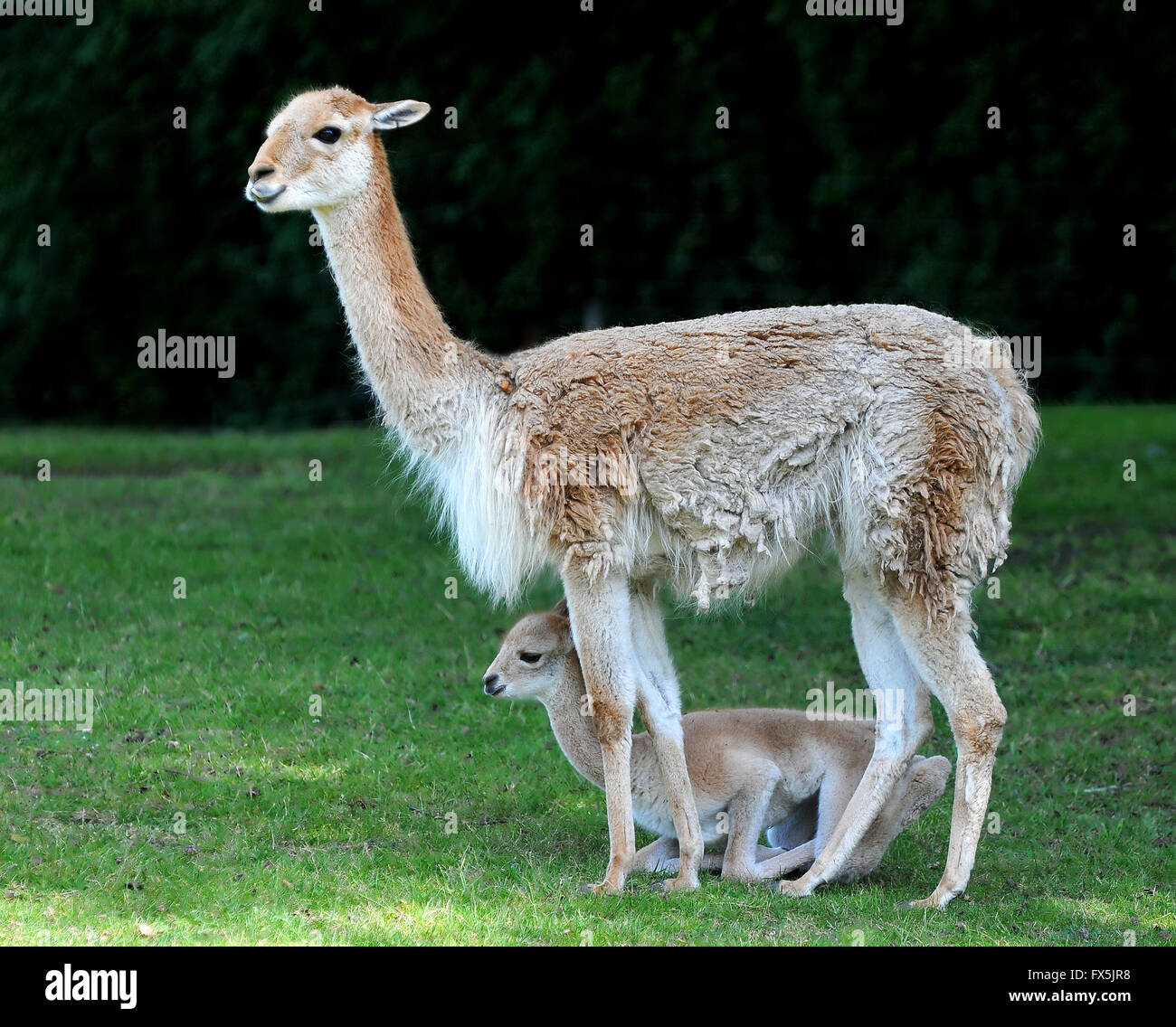llama resting in the shadow with her little llama cub Stock Photo - Alamy