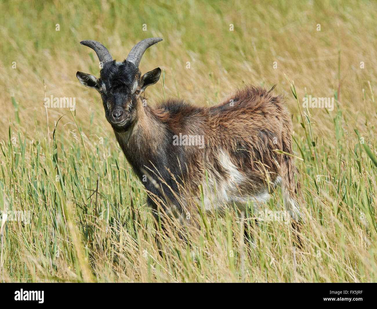 Dansk landrace hi-res stock photography and images - Alamy