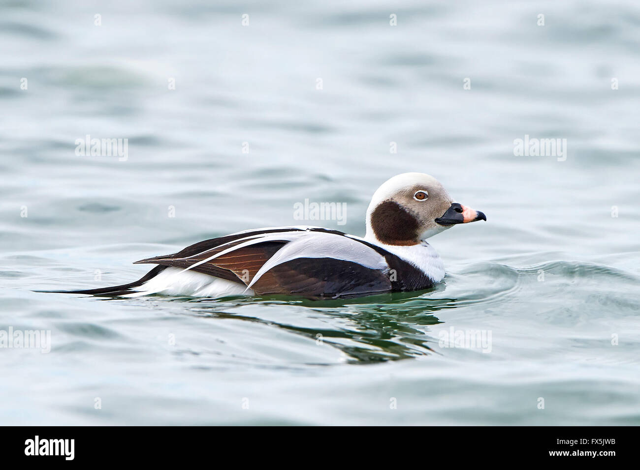 Long-tailed duck resting in the waves of the sea Stock Photo - Alamy