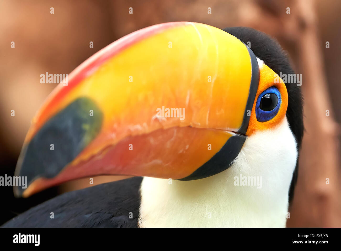 Closeup of the beautiful and colorful Toco Toucan Stock Photo - Alamy