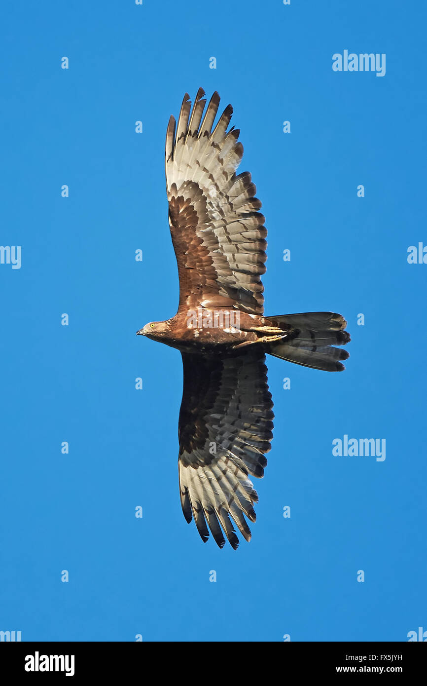 European Honey Buzzard in flight with blue skies in ths background ...