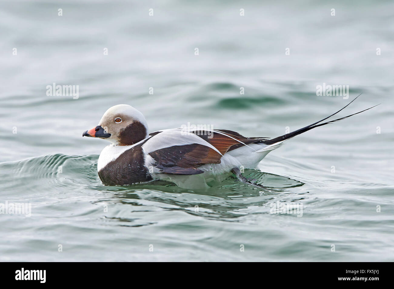 Long-tailed duck resting in the waves of the sea Stock Photo - Alamy