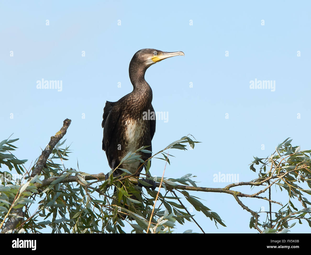 Great Cormorant resting in a tree with blue skies in hte background ...