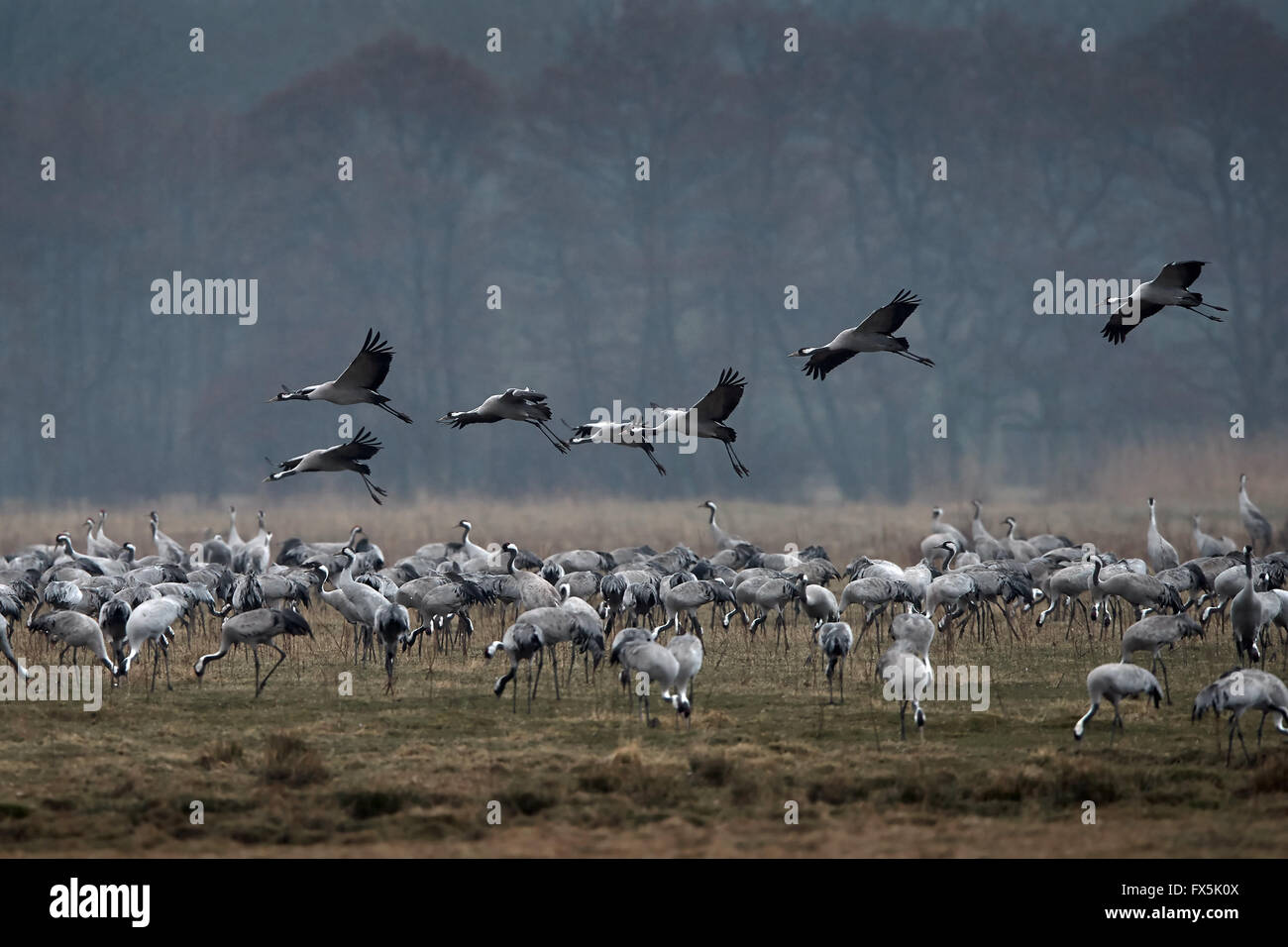 Common cranes resting in their natural habitat Stock Photo - Alamy