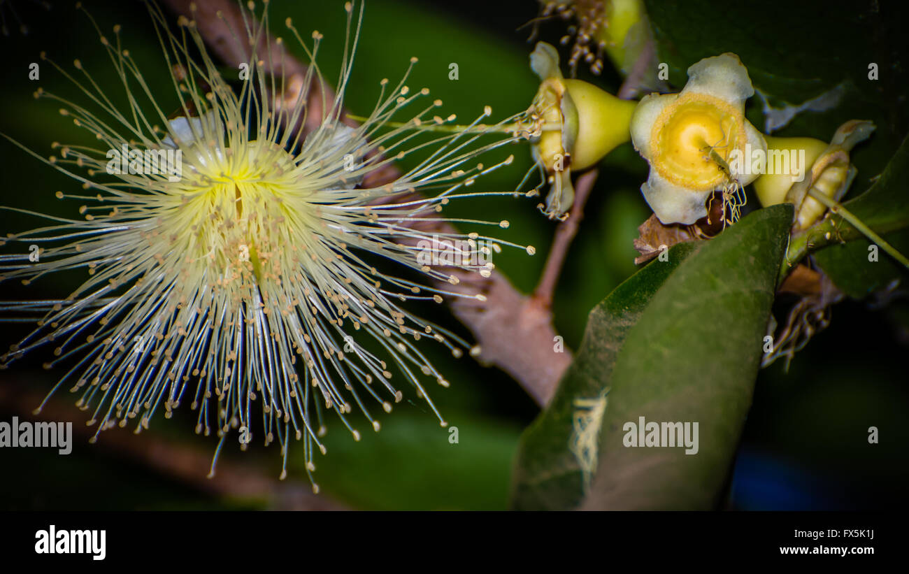 White Jamun Flower Stock Photo - Alamy