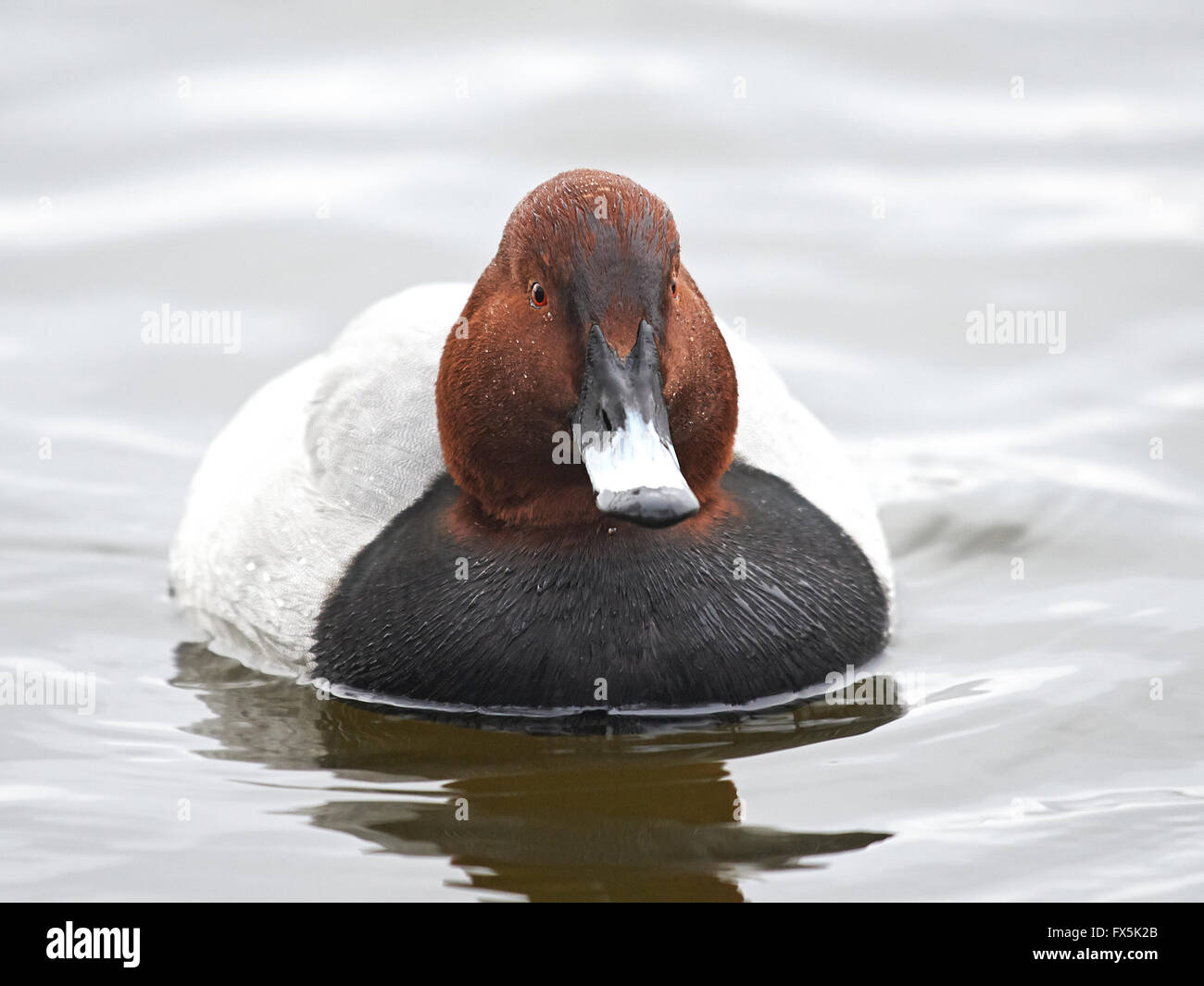 Common Pochard in its natural habitat Stock Photo - Alamy