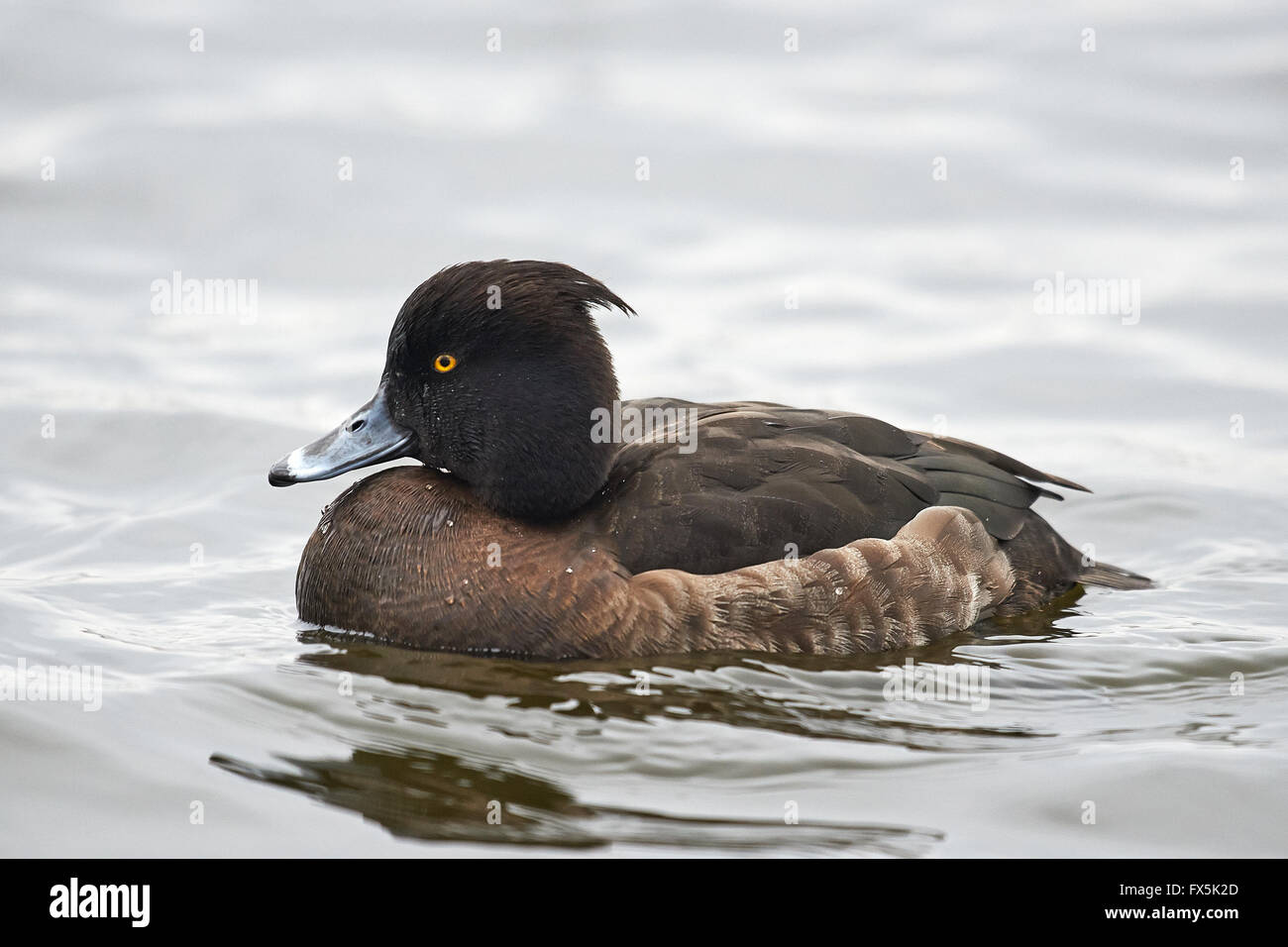 Tufted Duck in its natural habitat Stock Photo - Alamy