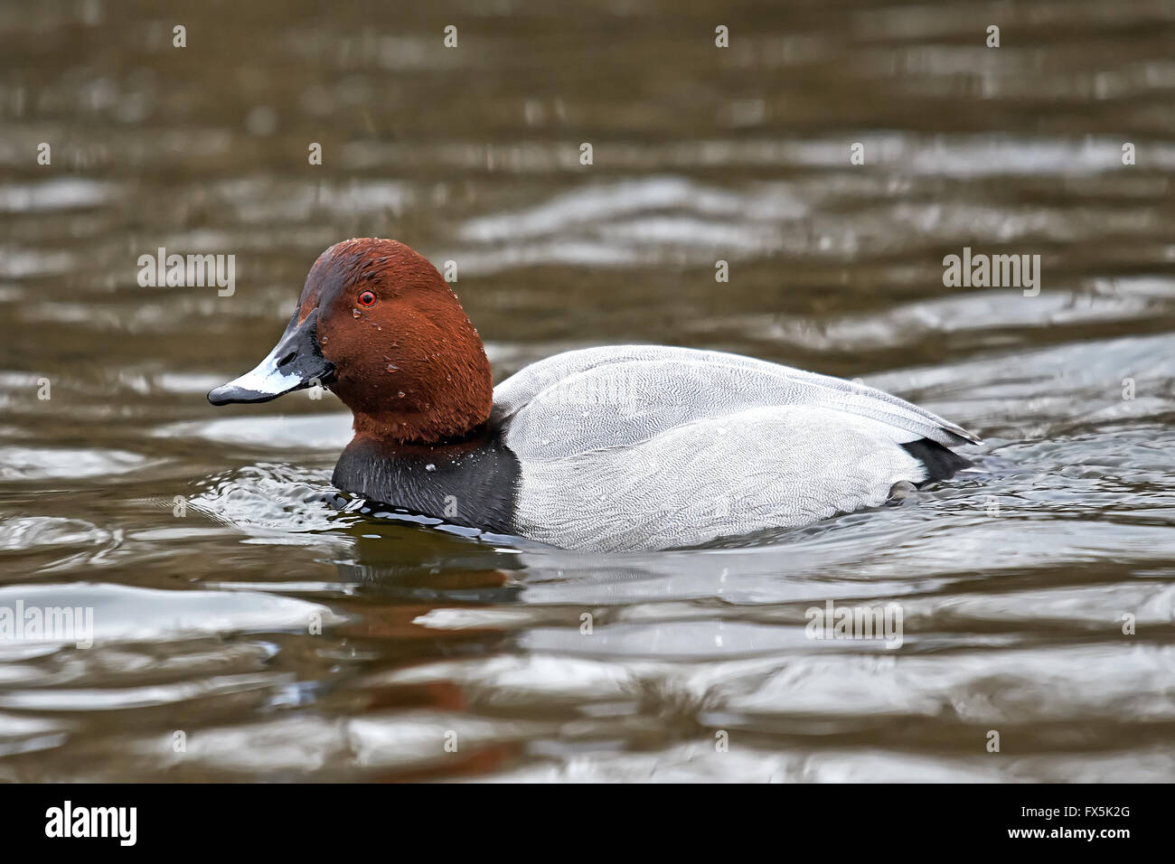Common Pochard in its natural habitat Stock Photo - Alamy