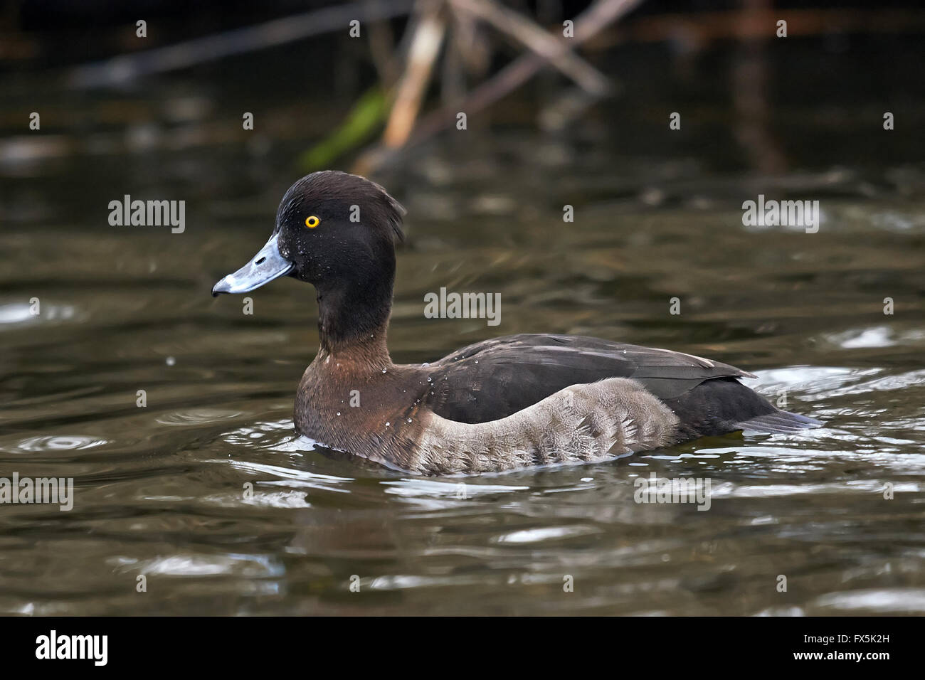 Tufted Duck in its natural habitat Stock Photo - Alamy