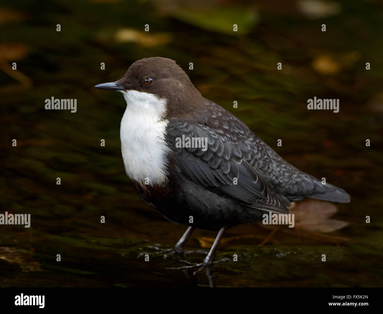 White throated dipper standing in water in its habitat Stock Photo - Alamy