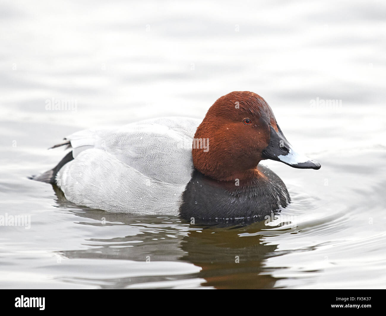 Natural common hi-res stock photography and images - Alamy