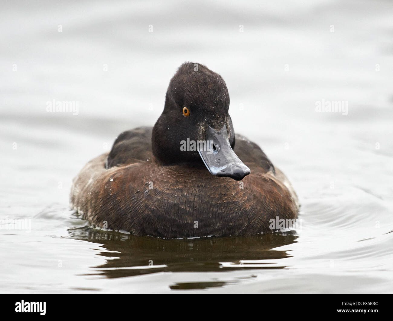 Tufted Duck in its natural habitat Stock Photo - Alamy