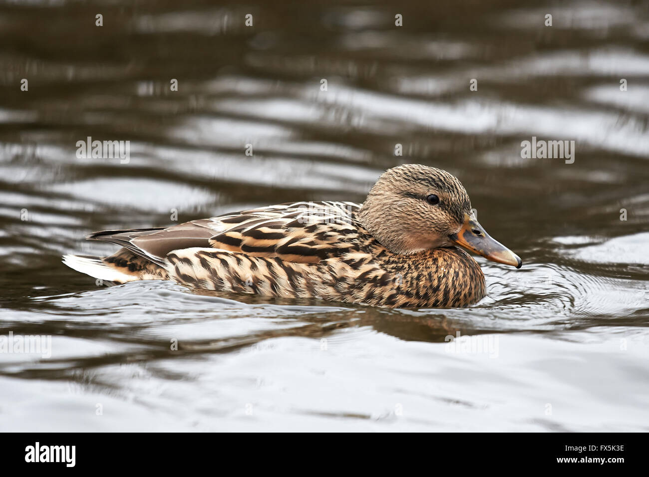 Wild Duck in its natural habitat Stock Photo - Alamy