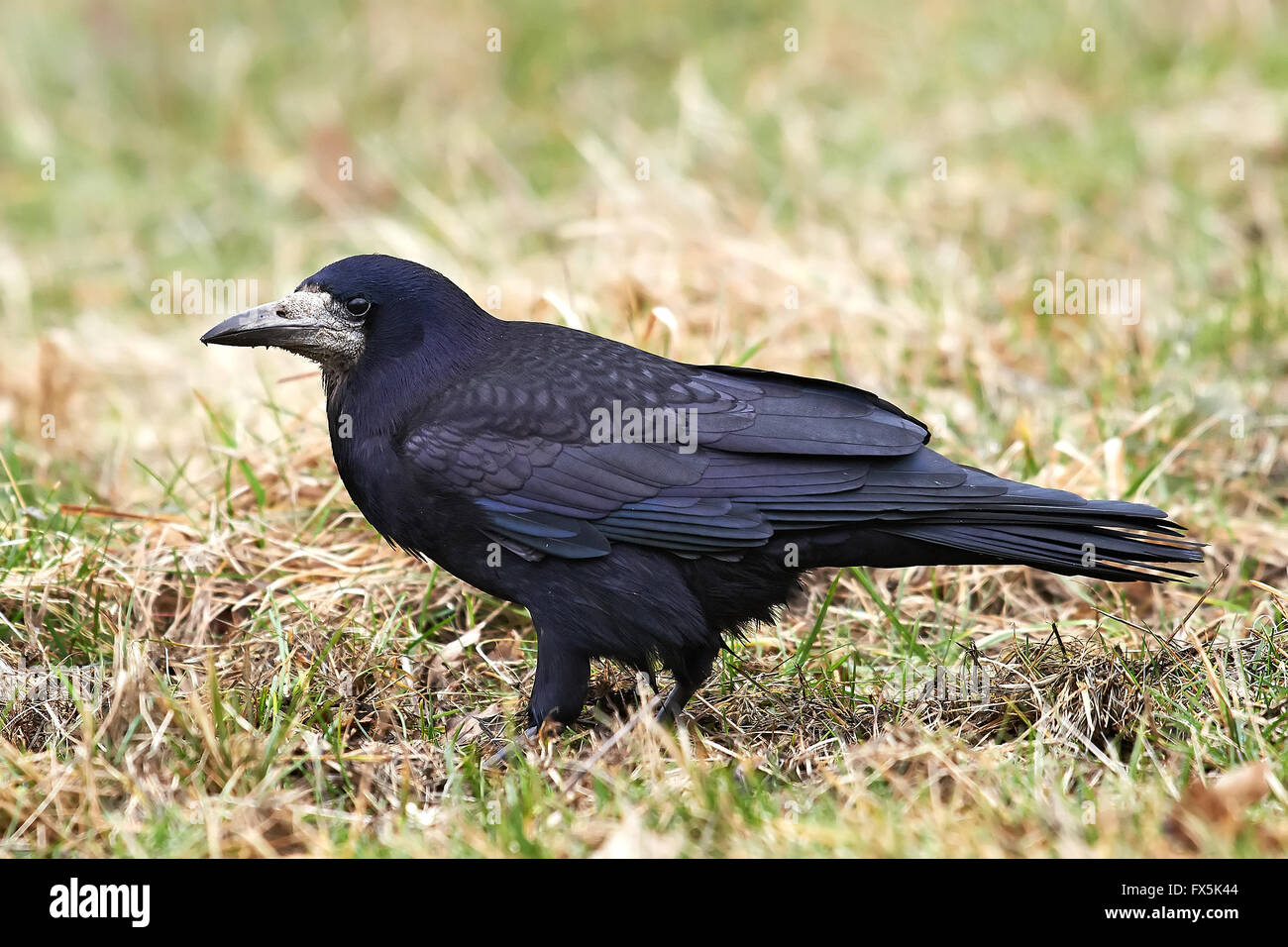 The Rook resting in its natural habitat Stock Photo - Alamy