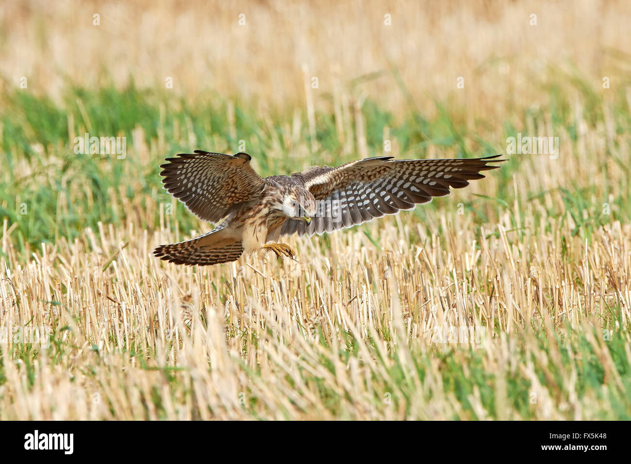 Red footed falcon hunting for insects in a crop field Stock Photo - Alamy
