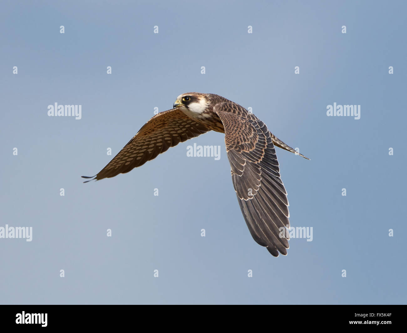 Red footed falcon in flight with blue skies in the background Stock ...
