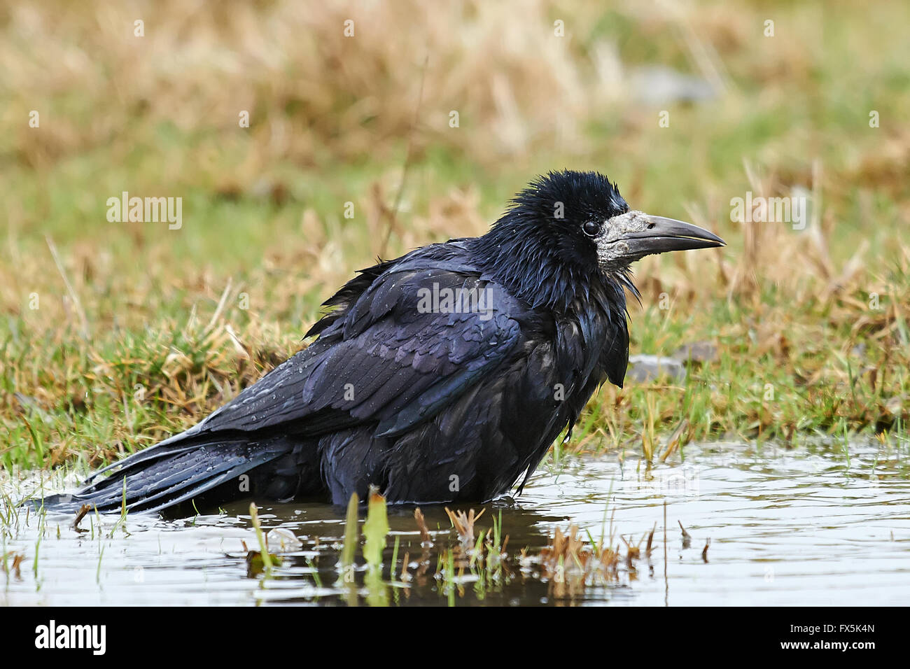 The Rook resting in its natural habitat Stock Photo - Alamy